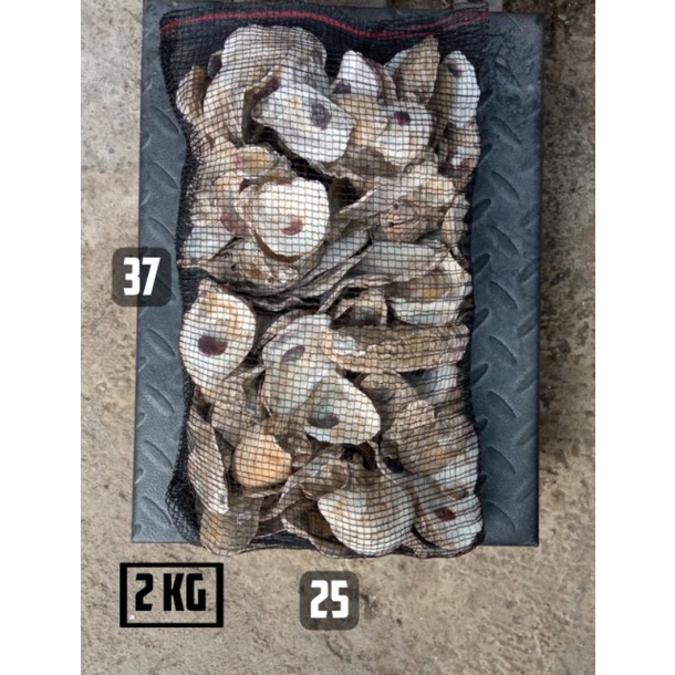 Jual Kulit kerang Oyster shell 2kg bungkusan filter kolam koi | Shopee ...