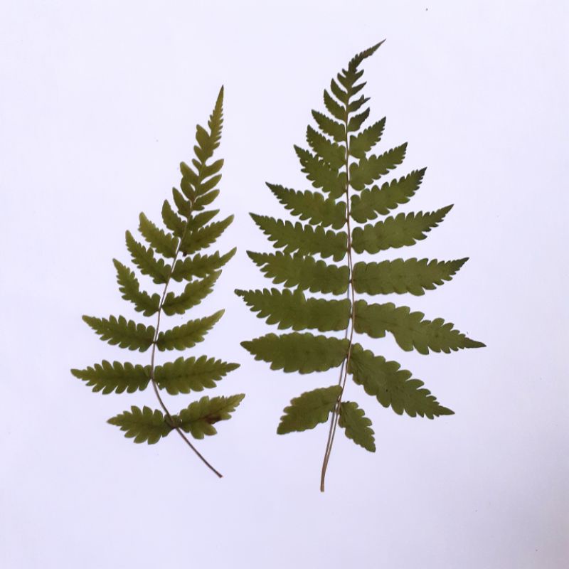 Jual Daun Pakis Kering Hiasan Mahar Rustic Bahan Kerajinan Souvenir DIY ...