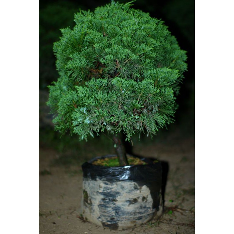 Jual CEMARA PAPUA BAHAN BONSAI TANAMAN BIBIT BENIH | Shopee Indonesia