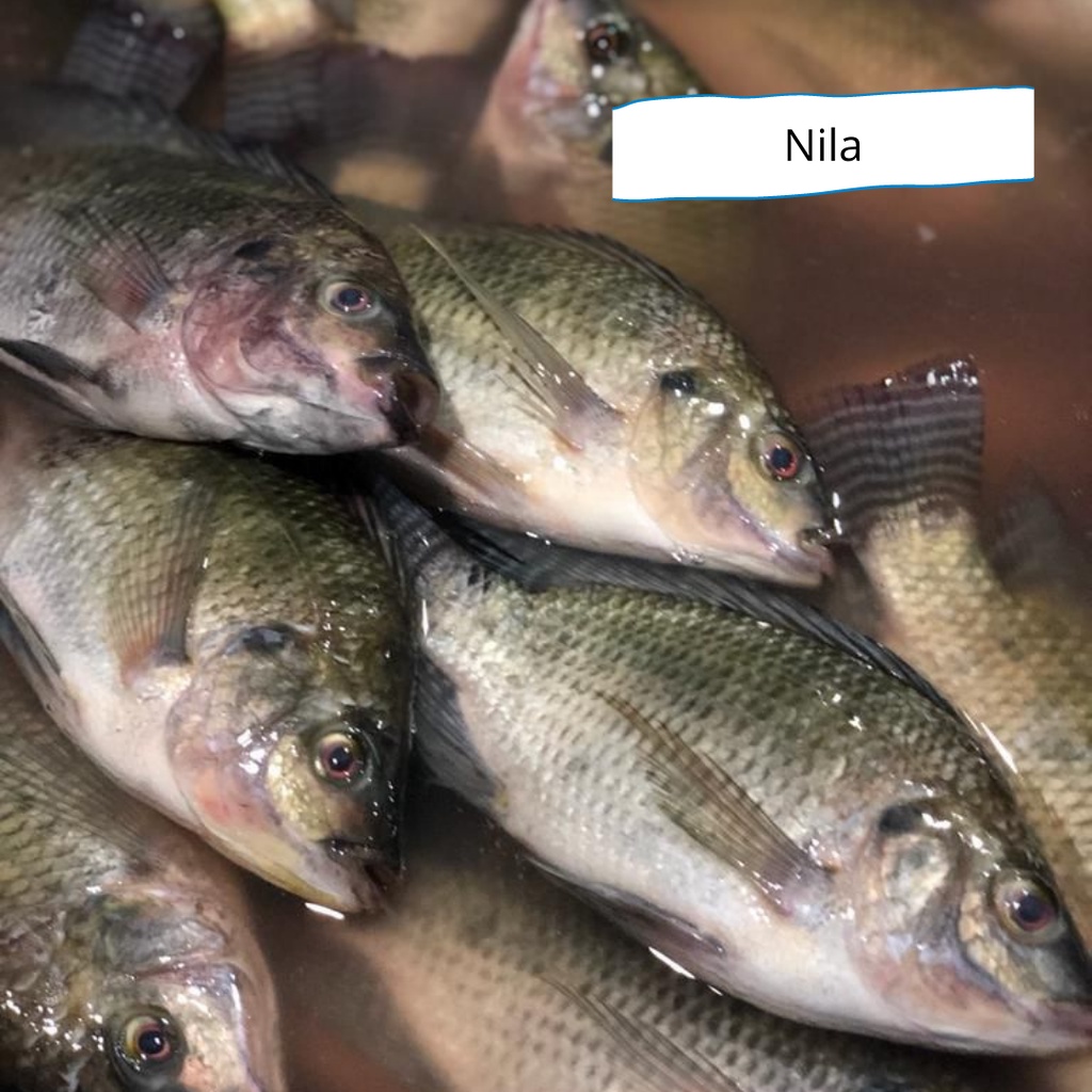 Jual IKAN NILA - IKAN FRESH - IKAN SEGAR | Shopee Indonesia