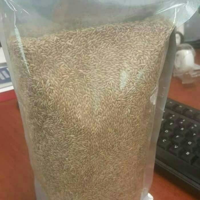 Jual Benih rumput gajah biasa 500gr - Bibit benih rumput | Shopee Indonesia