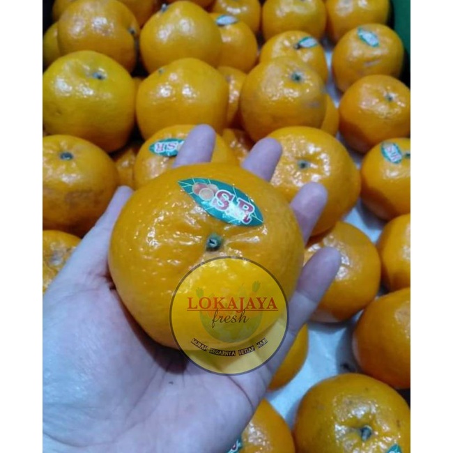 Jual Jeruk Kino 1 Kg | Shopee Indonesia