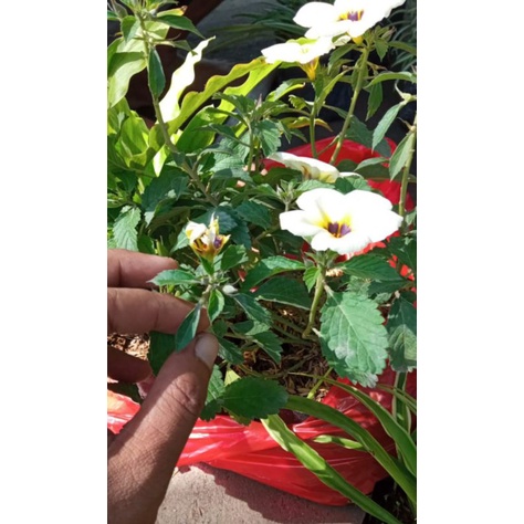 Jual Tanaman Hias Bunga Yolanda Putih Turnera ulmifolia ready to show ...