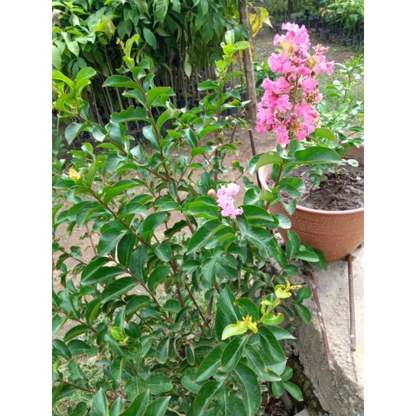 Jual Bunga Sakura Shopee Indonesia