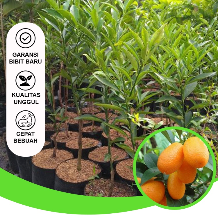 Jual Bibit Buah Bibit jeruk nagami Bibit Buah Unggul Siap Berbuah Bibit ...