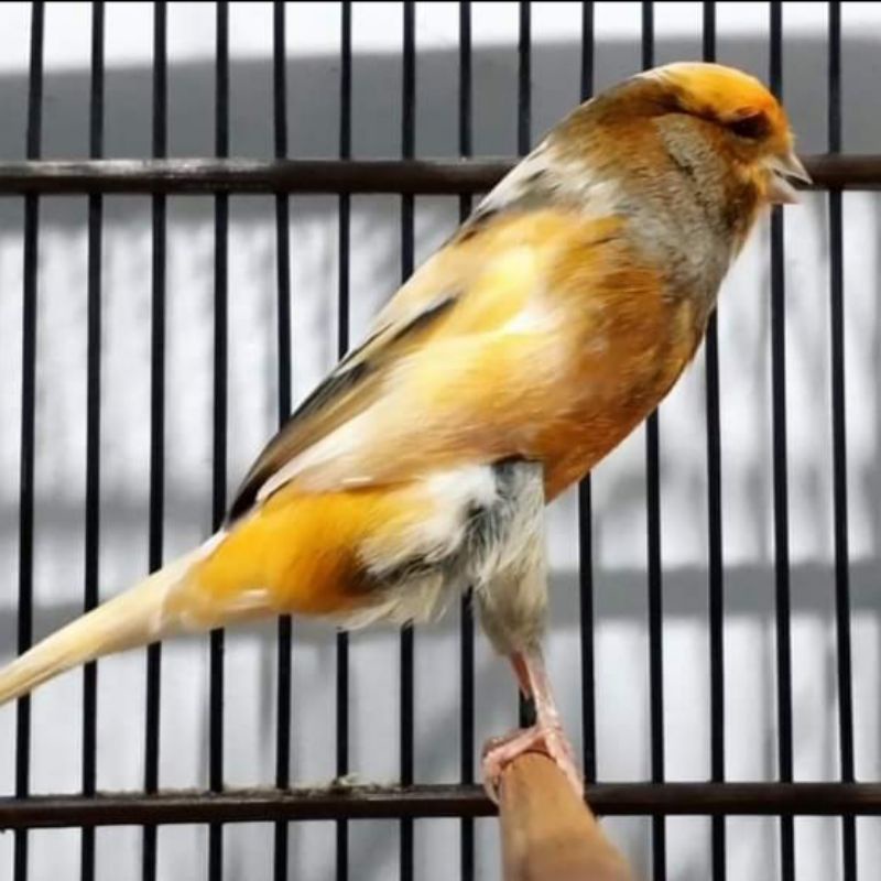Jual burung kenari bon orange bahan jantan tinggal nunggu gacor ...