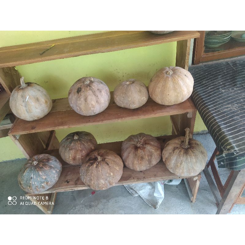 Jual Labu kuning/waluh empuk | Shopee Indonesia