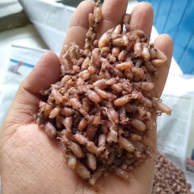 Jual Baby cumi 0,5-1cm | Shopee Indonesia