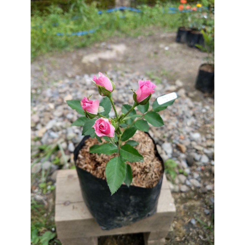 Jual Tanaman Bunga Mawar Floribunda Pink Berbunga | Shopee Indonesia