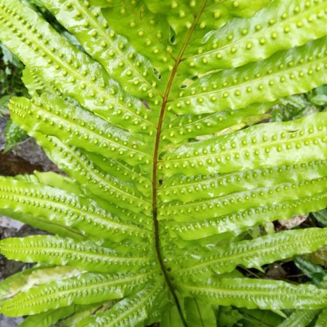 Jual TANAMAN PAKIS JUMBO NATURAL | Shopee Indonesia