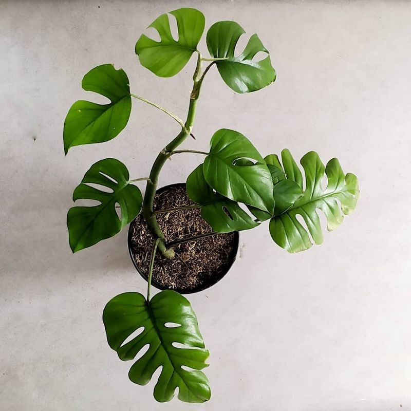 Jual SUPER PROMO !! Monstera rhaphidophora pertusa ( Monstera Tertra ...