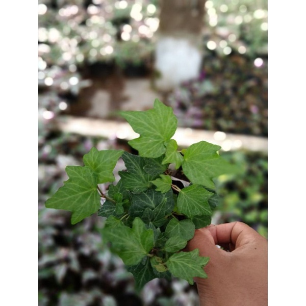 Jual tanaman Ivy green ripple | Shopee Indonesia