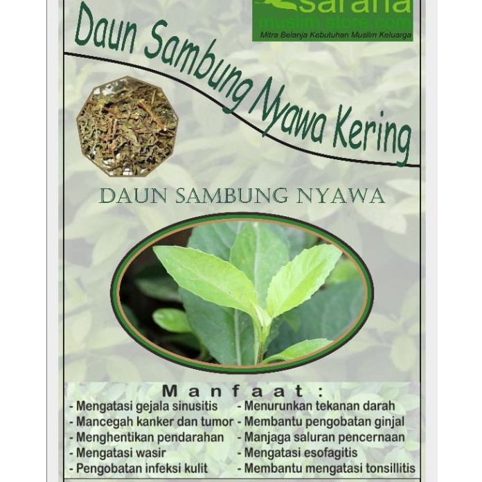 Jual Daun Sambung Nyawa Nyowo 250gr Asli Banyak Manfaat | Shopee Indonesia