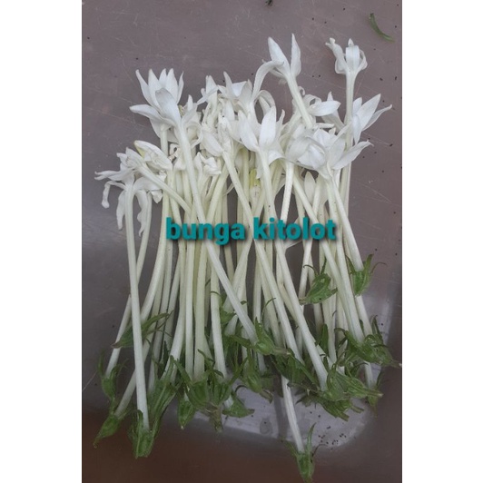 Jual bunga tanaman kitolot | Shopee Indonesia