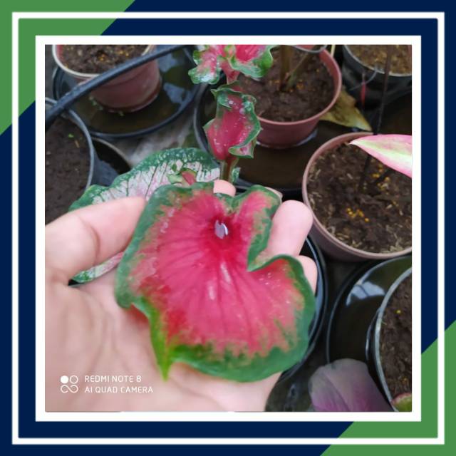 Jual [BISA COD] RED PEACOCK CALADIUM/KELADI (Tanaman Hias/Keladi ...