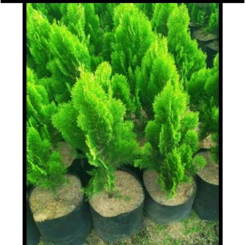 Jual Tanaman bunga Cemara kipas 30cm | Shopee Indonesia