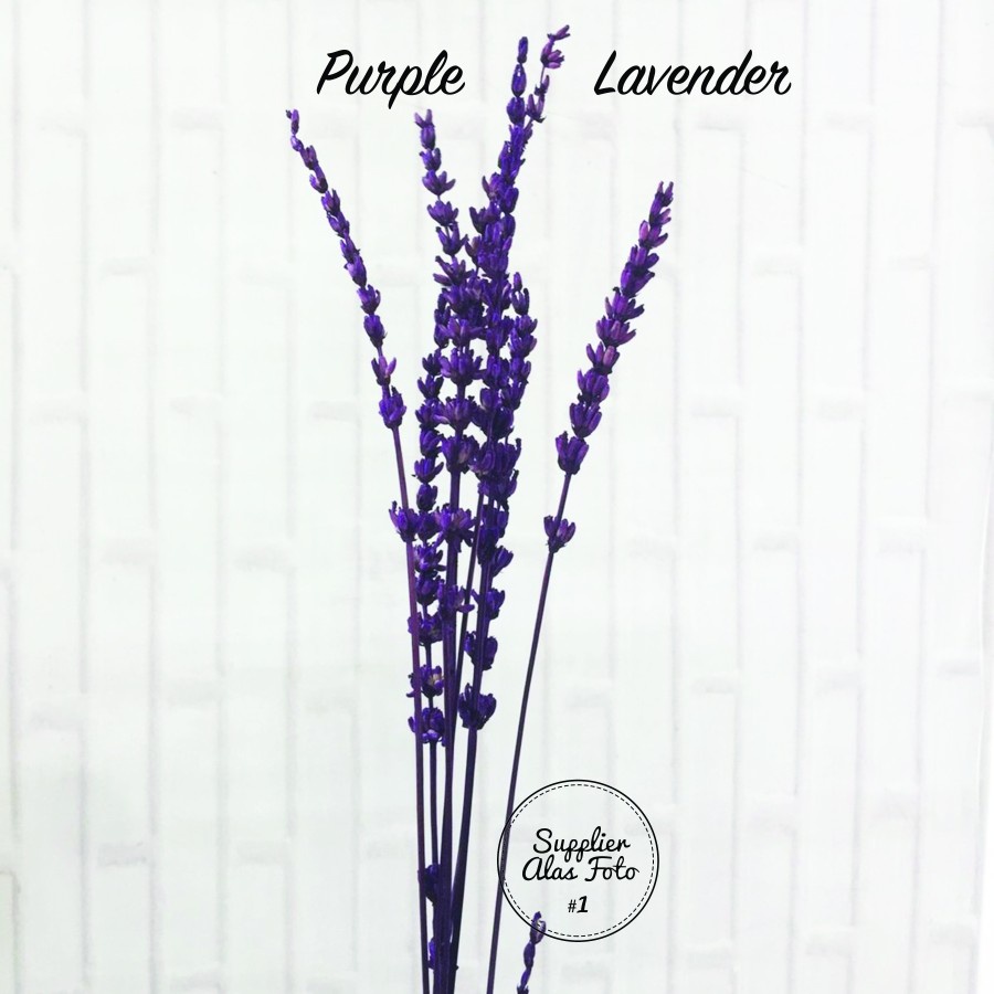 Jual bunga Lavender kering / dried lavender flower props foto SAF photo ...