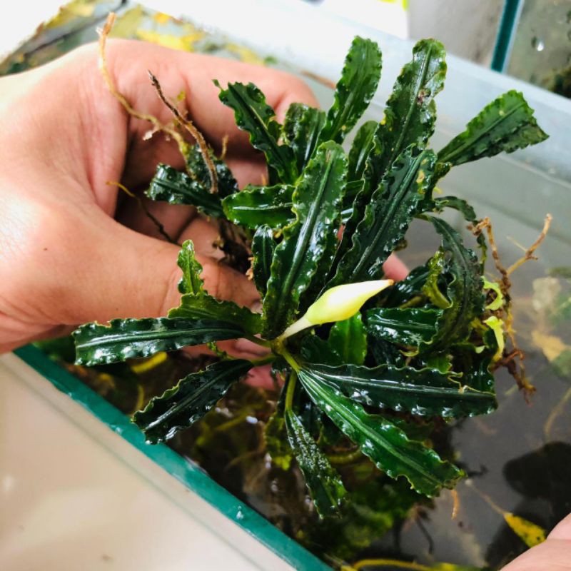 Jual tanaman buce velvet buche buchepalandra aquascape paludarium ...