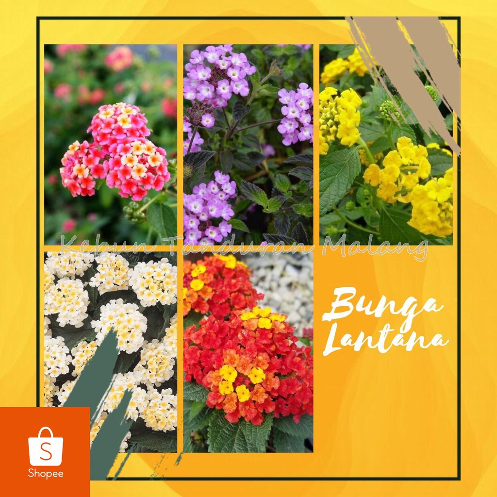 Jual Tanaman Hias Bunga Lantana Aneka Warna Rimbun BERBUNGA Murah ...
