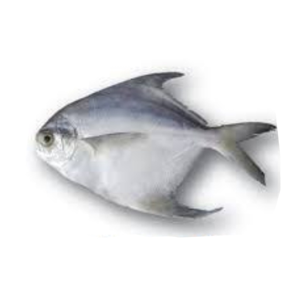 Jual Ikan Dorang (500 gr) | Shopee Indonesia