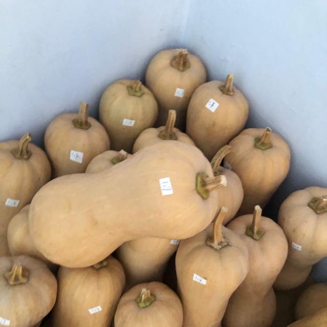 Jual Labu Madu Organik F1 Pnah merah( Butternut Squash) | Shopee Indonesia
