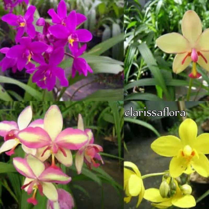 Jual PAKET 4 ANGGREK TANAH UNGU/KUNING/CREAM/CREAM-PINK | Shopee Indonesia