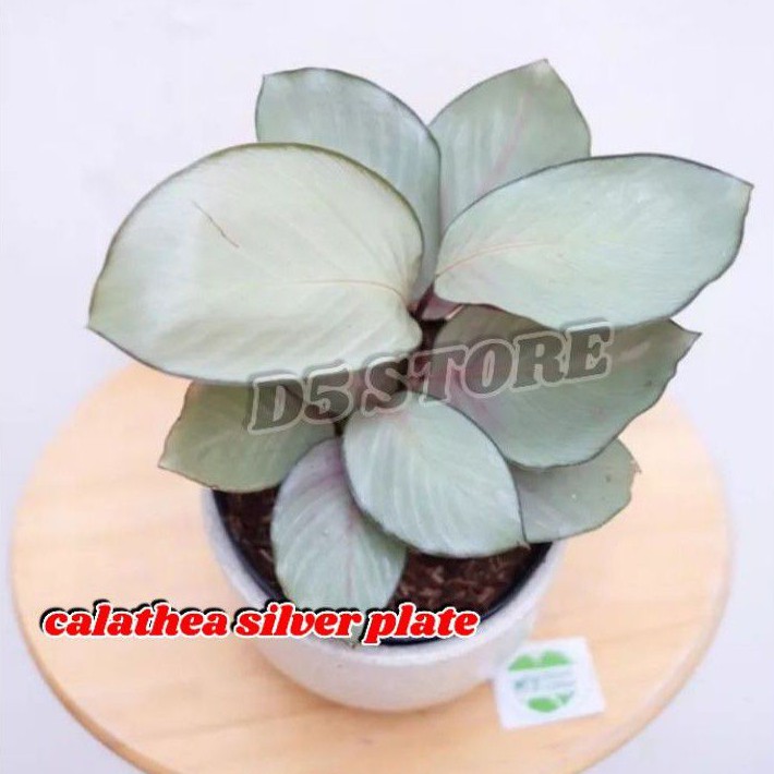 Jual Tanaman hias calathea silver plate calathea silver tanaman calatea ...