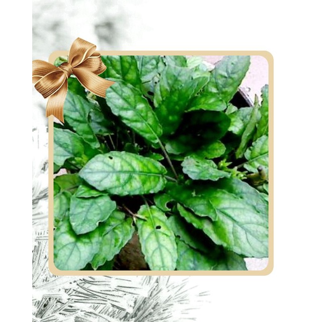 Jual Daun Gempur Batu 100 gram Segar Dicabut Dadakan Sebagai Obat ...