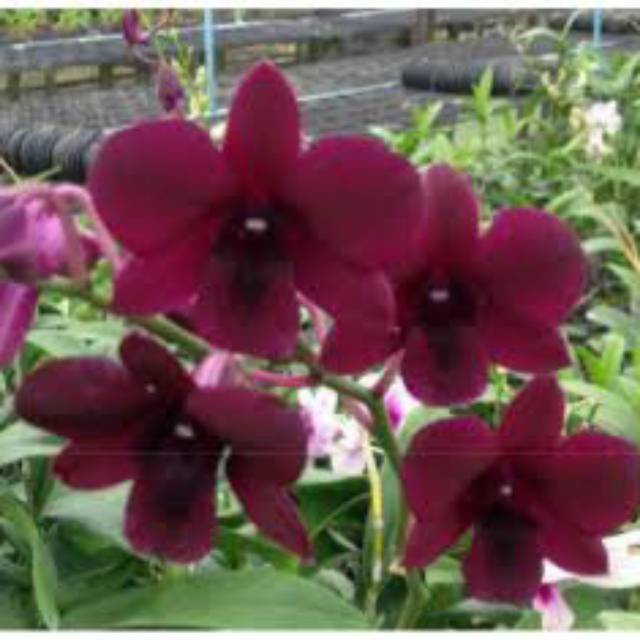 Jual Anggrek Dendrobium Bermiss Ruby - Tanaman Hias Hidup - Bunga hidup - Bunga hias | Shopee ...