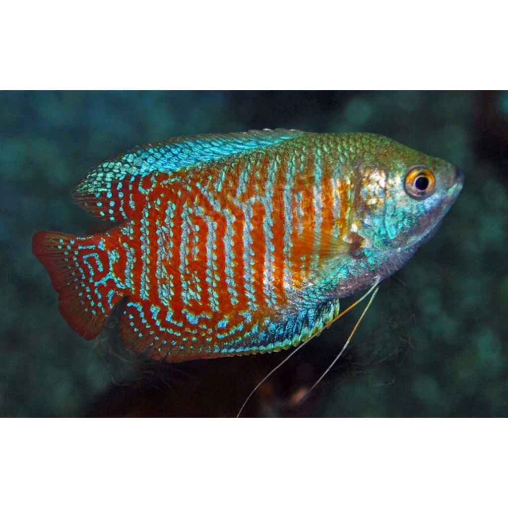 Jual Hiasan Aquascape - Sepat Rallis/Ralis (Dwarf Gourami) Merah ...