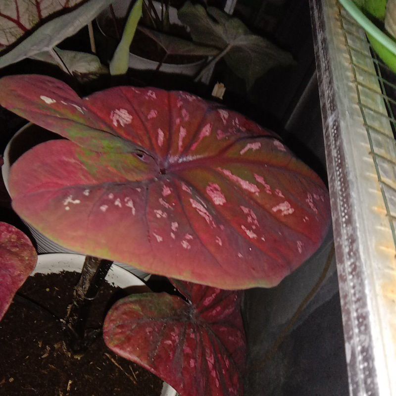 Jual caladium black mamba, umbi besar | Shopee Indonesia