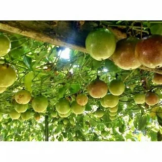 Jual pohon buah markisa Harga Terbaik & Termurah September 2024 | Shopee Indonesia