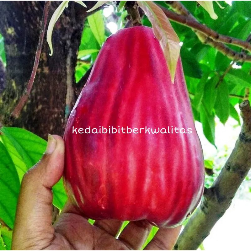 Jual bibit jambu air bol jamaica terlaris | Shopee Indonesia