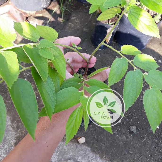 Jual N3Ng Bibit Pohon Buah Ceri Seri Kersen Talok Keres Kersem ...