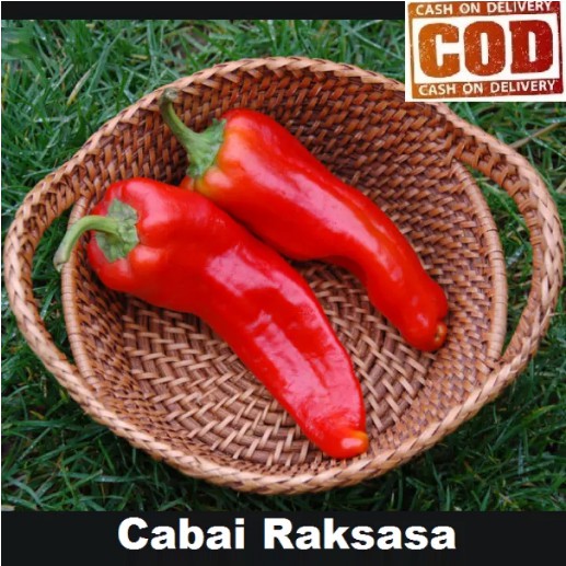 Jual CABE RAKSASA MERAH - 2 bibit / benih / Biji CABAI RAKSASA RED ...