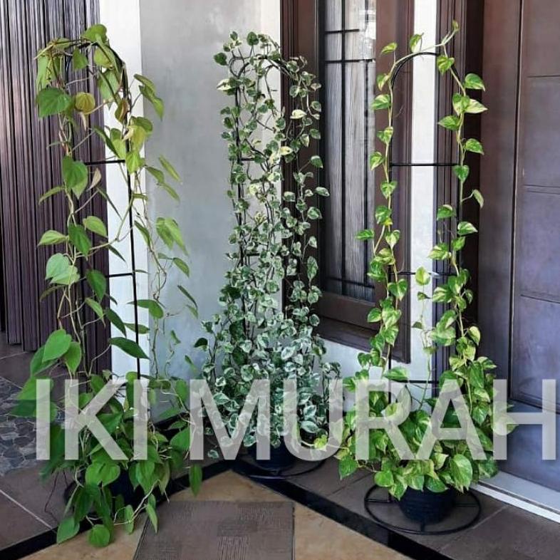 Jual Standing Rak Besi Rambat/Rak Tanaman Rambat/Rak Bunga Rambat ...