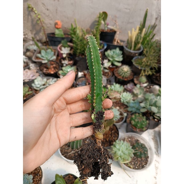 Jual Kaktus Cereus Tetragonous ( Kaktus Candi ) | kaktus sukulen mini ...