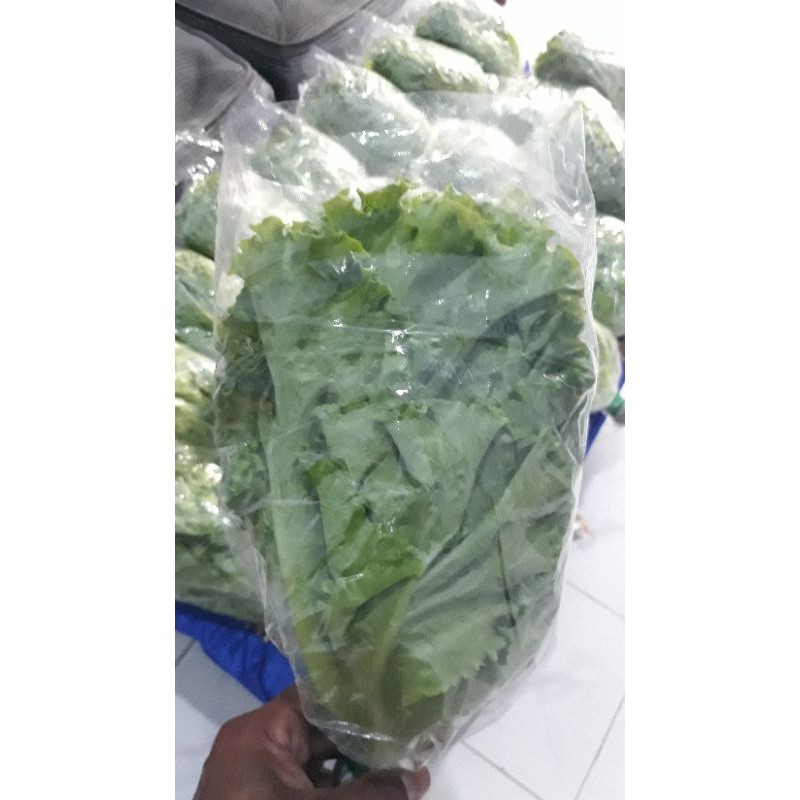 Jual Selada (100-150 gram) | Shopee Indonesia