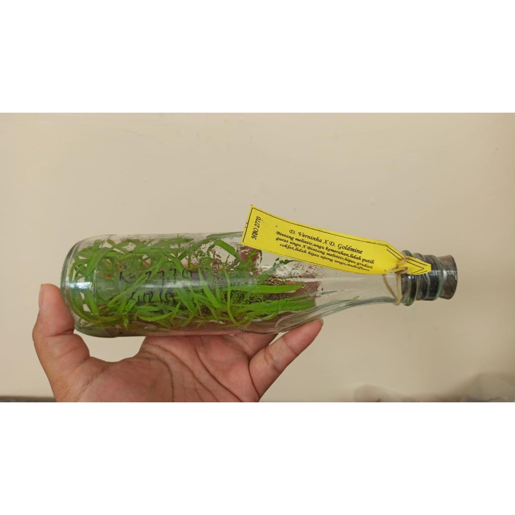 Jual Vallenca Benih Anggrek Jenis Dendrobium Botolan | Shopee Indonesia