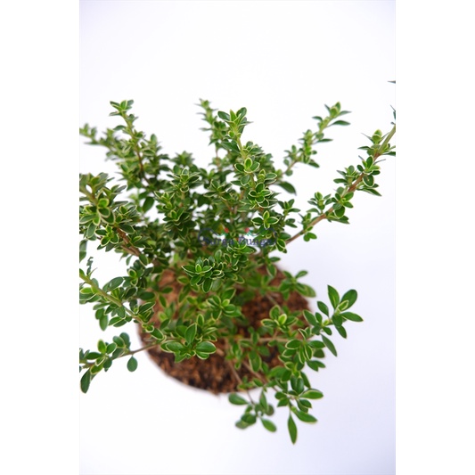 Jual Tanaman Mirten (Malpighia coccigera)Bahan Bonsai Siap Bentuk Pohon ...