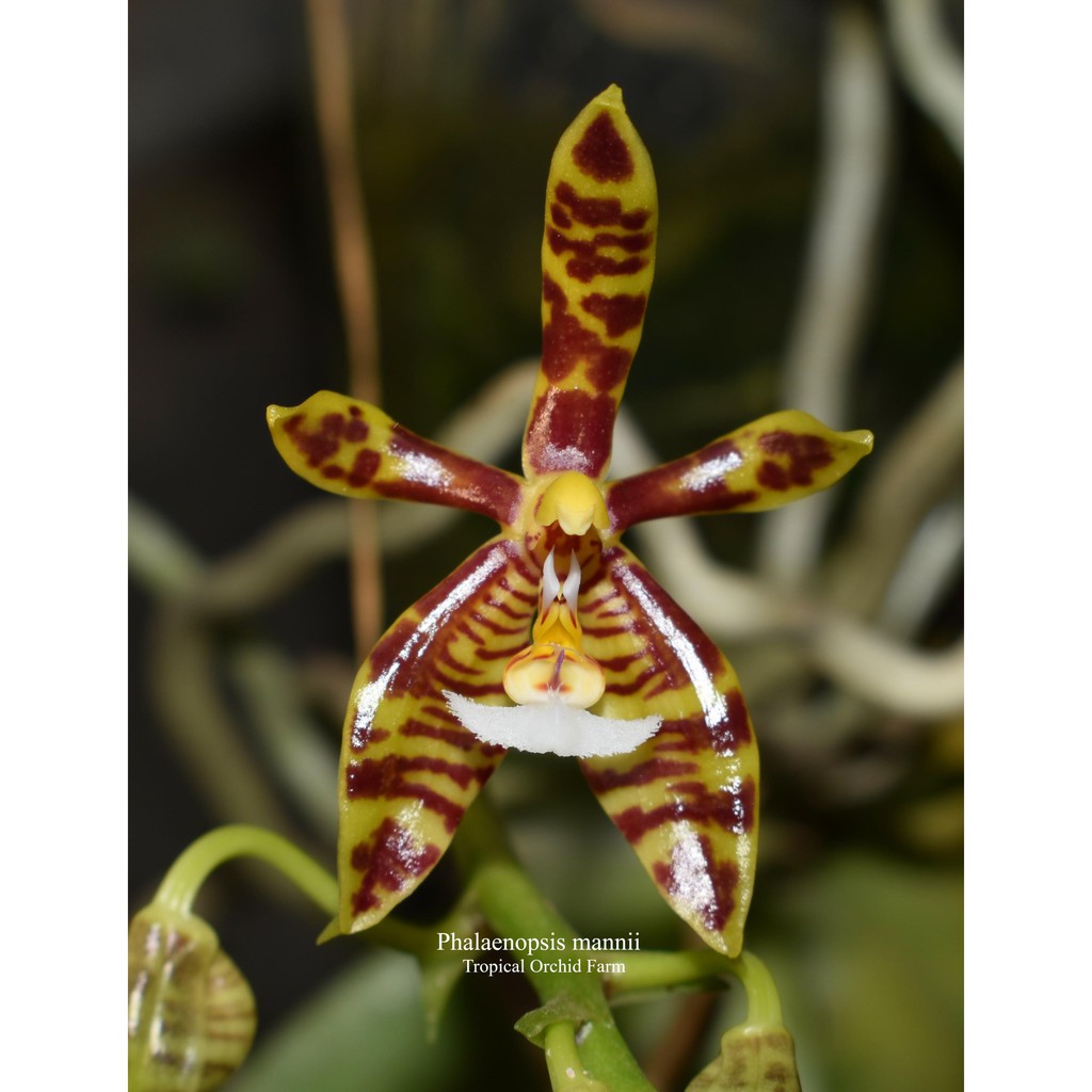 Jual Phalaenopsis mannii seedling | Shopee Indonesia