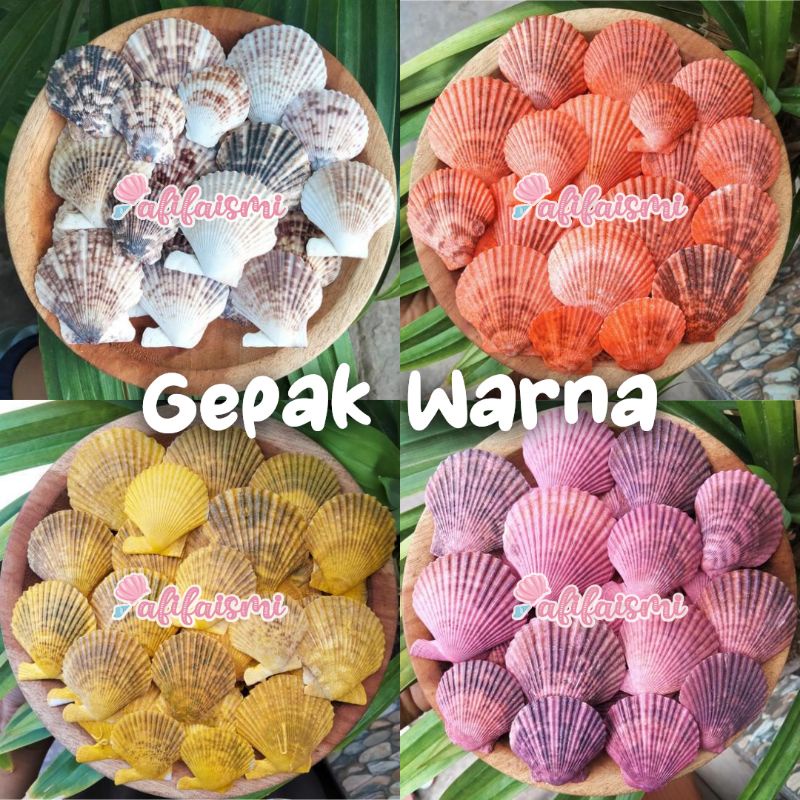 Jual Kerang Gepak Warna untuk Handicraft Prakarya Kerajinan Sekolah ...