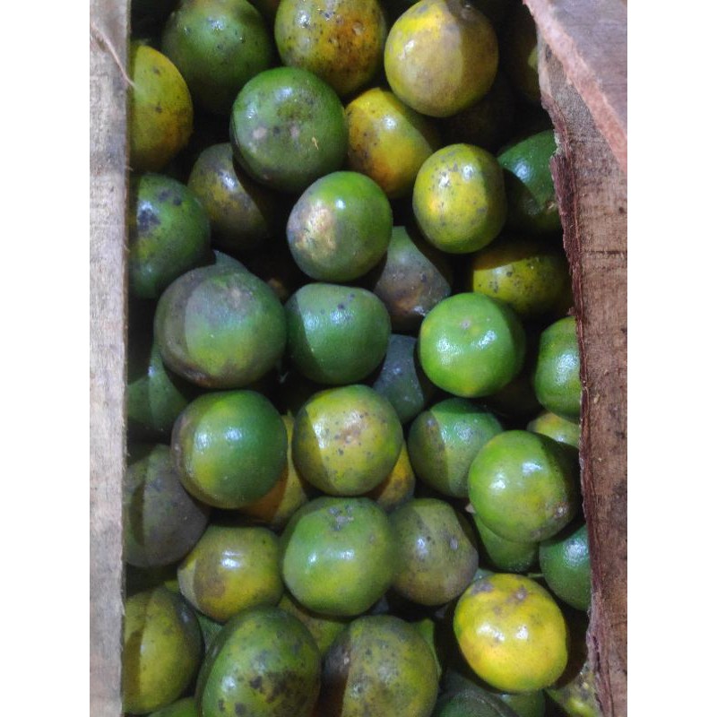 Jual jeruk siem jember 5 kg | Shopee Indonesia