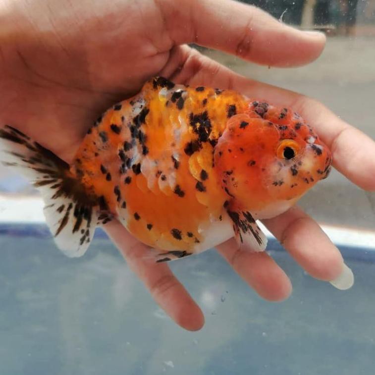Jual ikan mas koki ranchu size 4-6 cm realll Z1A5 | Shopee Indonesia