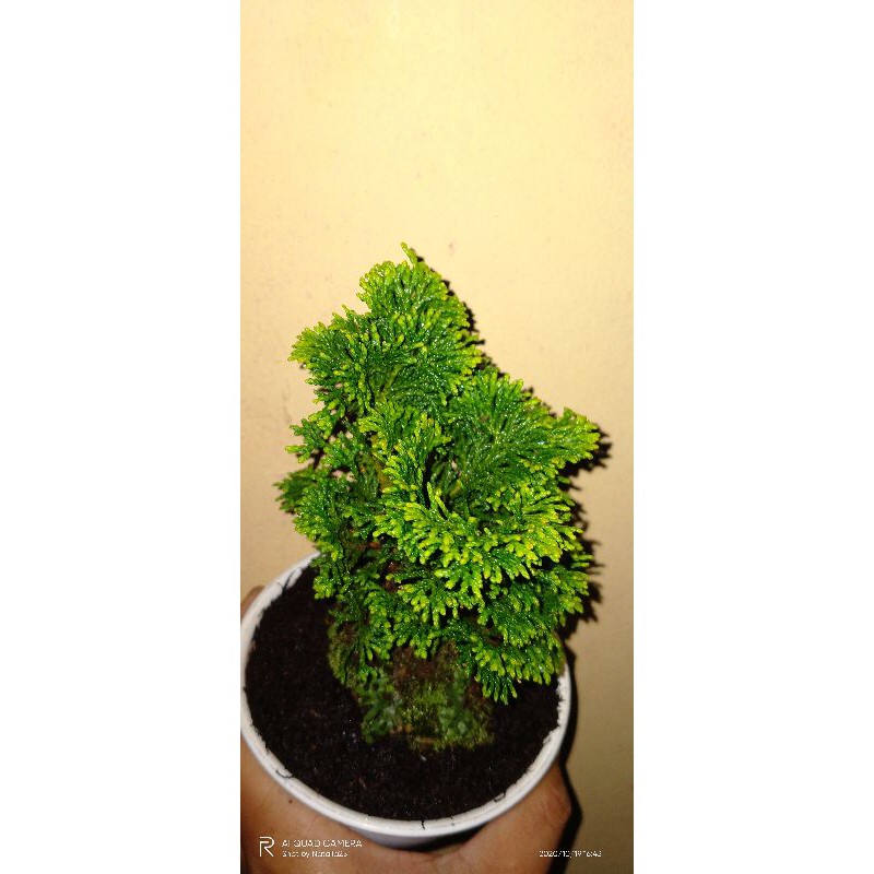 Jual Tanaman Hias Hidup Bonsai Cemara Inoki Micro Indoor Murah | Shopee ...