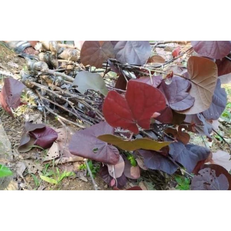 Jual Bibit bonsai waru merah super | Shopee Indonesia