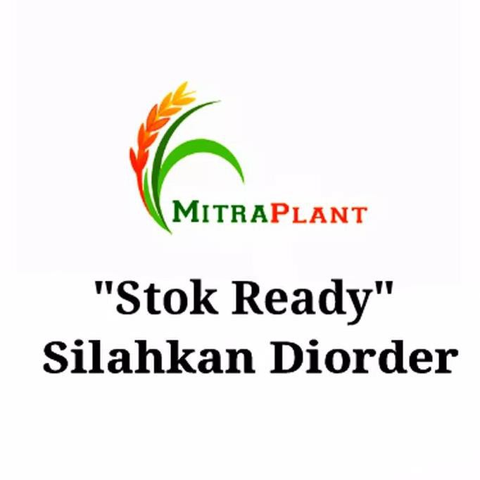 Jual Pusat Benih Tanaman. Bibit Tanaman Salam Koja - Pohon Salam Koja ...