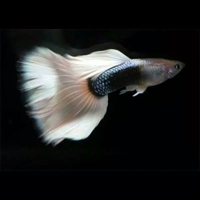 Jual ikan hias Guppy Hb white sepasang | Shopee Indonesia