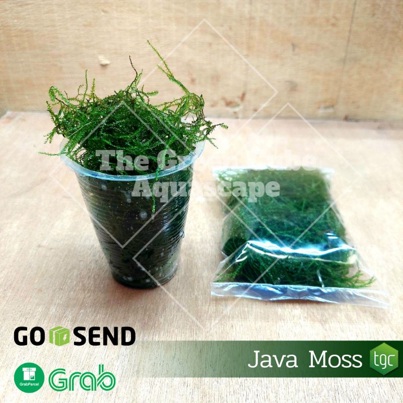 Jual Java Moss Full Daun Air / Moss Buat Bonsai Aquascape | Shopee Indonesia