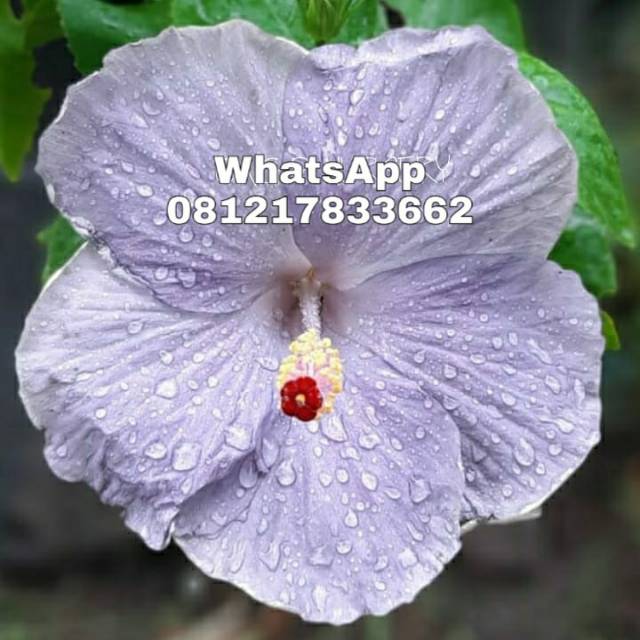 Jual Bunga hidup Hibiscus varian langka BLUE ICE | Tanaman hidup bunga ...